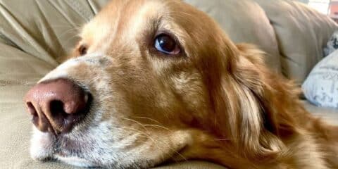 Rak skóry u psa: co każdy właściciel powinien wiedzieć? | CricksyDog i ...